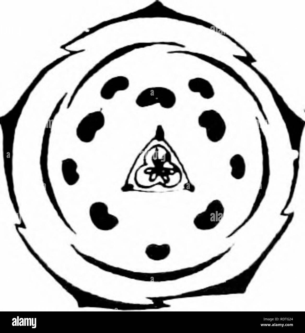 Placentation axile hi-res stock photography and images - Alamy