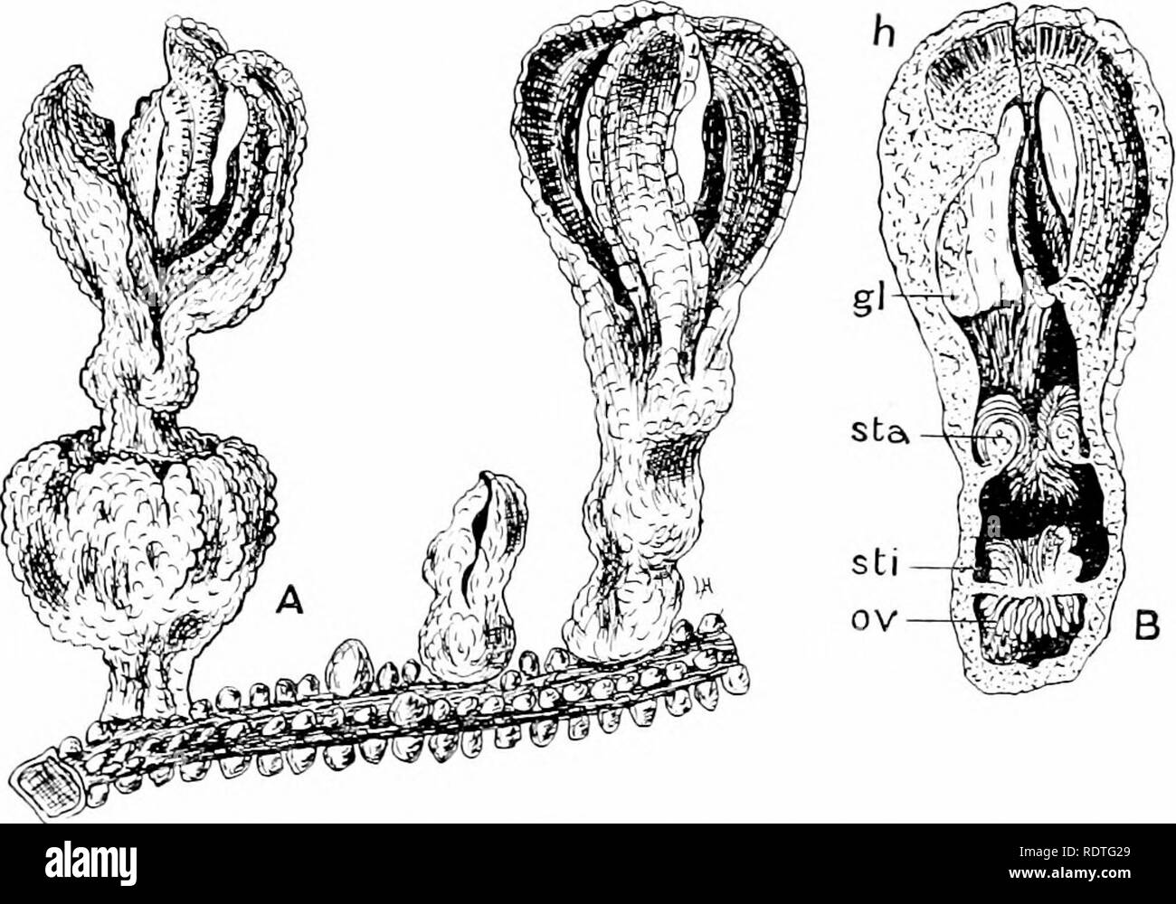 Flower diagram hi hi-res stock photography and images - Alamy