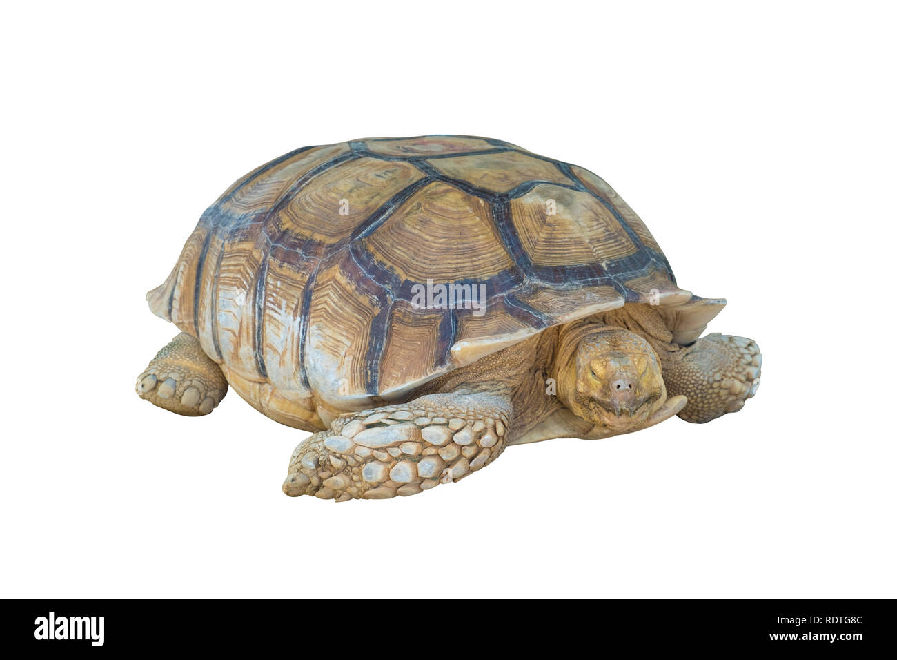 Big turtle isolated on white background with clipping path Stock Photo ...