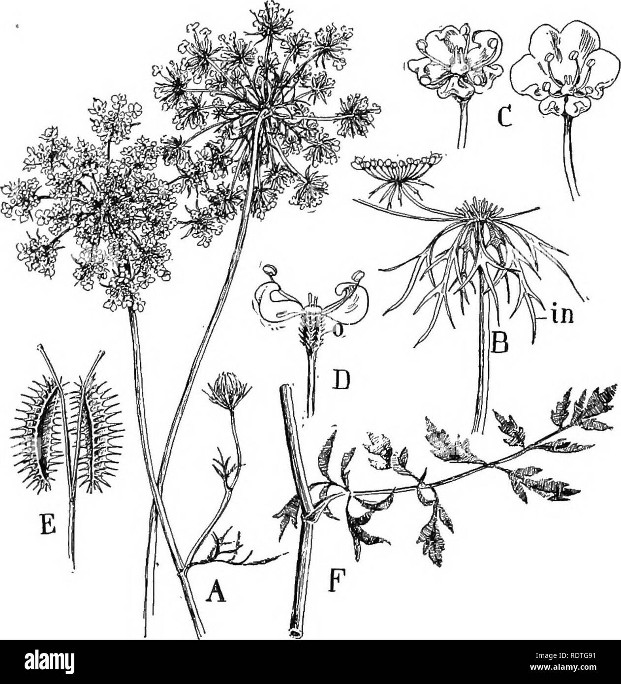 Umbellales hi-res stock photography and images - Alamy