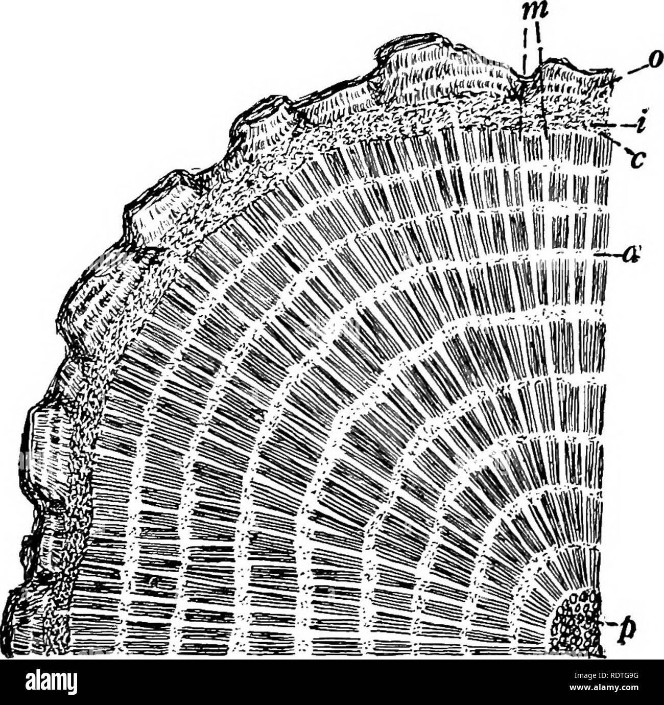 Lenticels Black and White Stock Photos & Images - Alamy