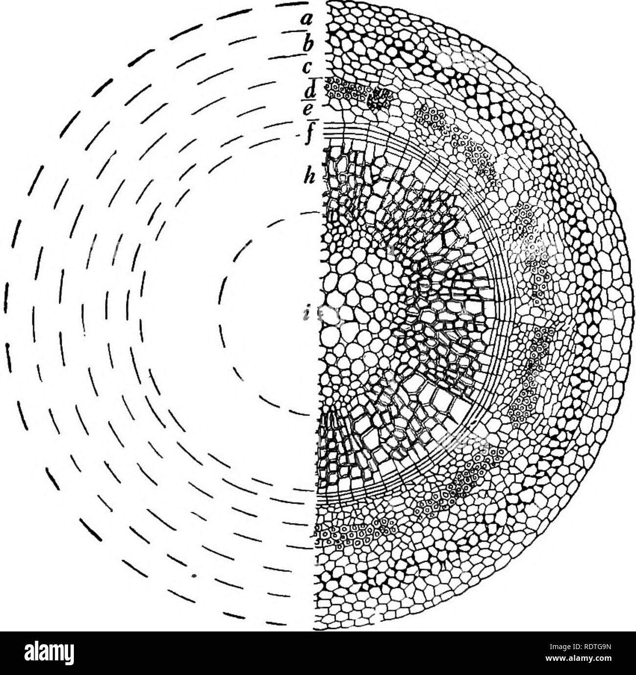 . Botany, with agricultural applications. Botany. STRUCTURE OP WOODY ...