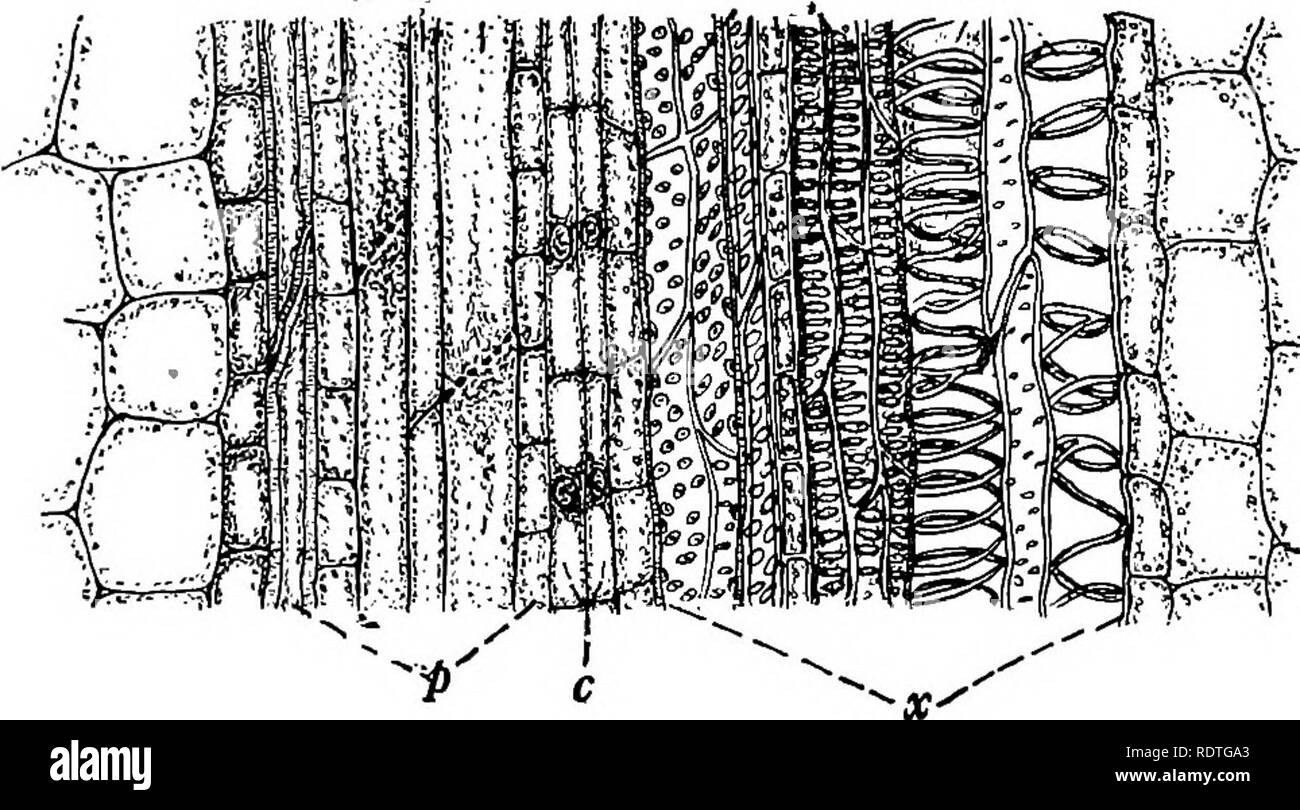 Xylem and phloem tissues Black and White Stock Photos & Images - Alamy