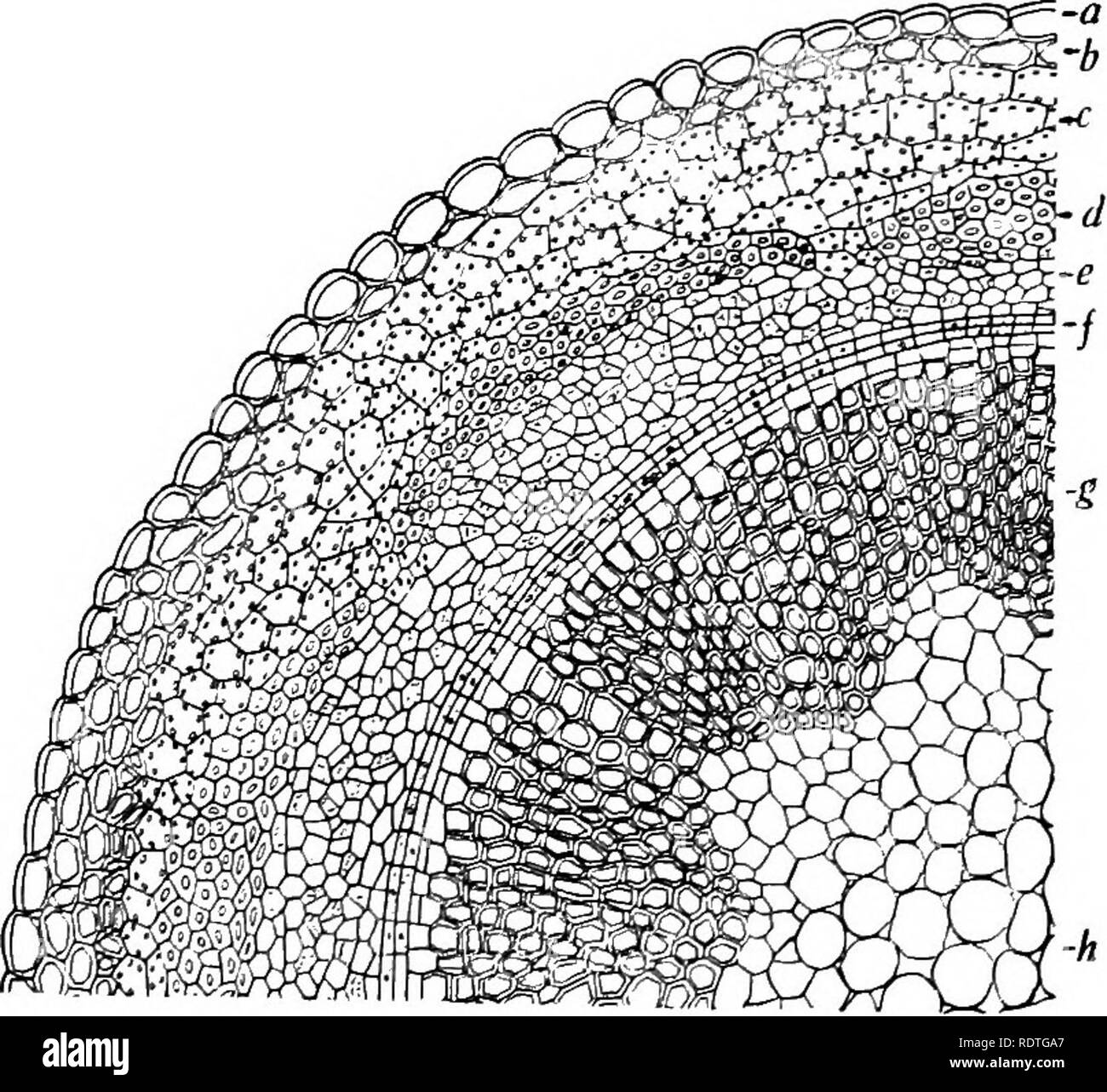 . Botany, with agricultural applications. Botany. 194 STEMS ened but ...