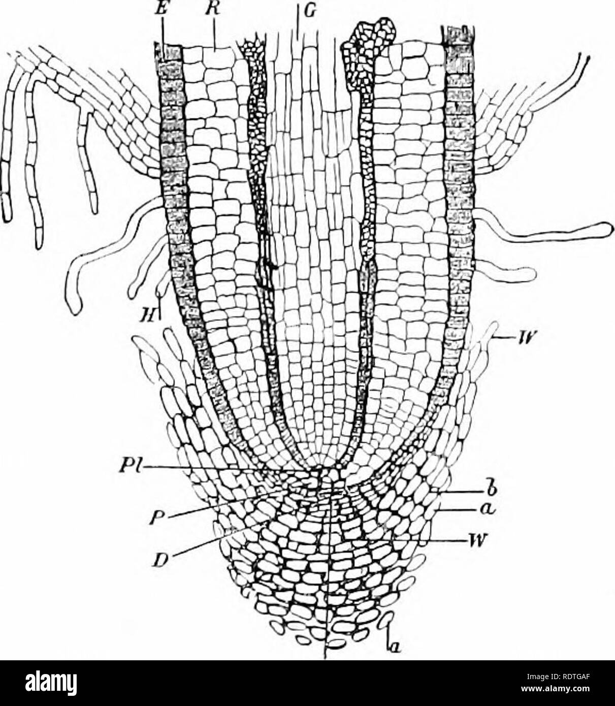 Long lived of vascular plants Black and White Stock Photos & Images - Alamy