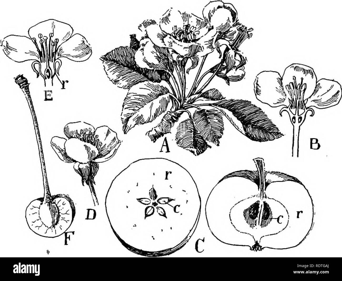 . Nature and development of plants. Botany. DEVELOPMENT OF PLANTS 451 ...