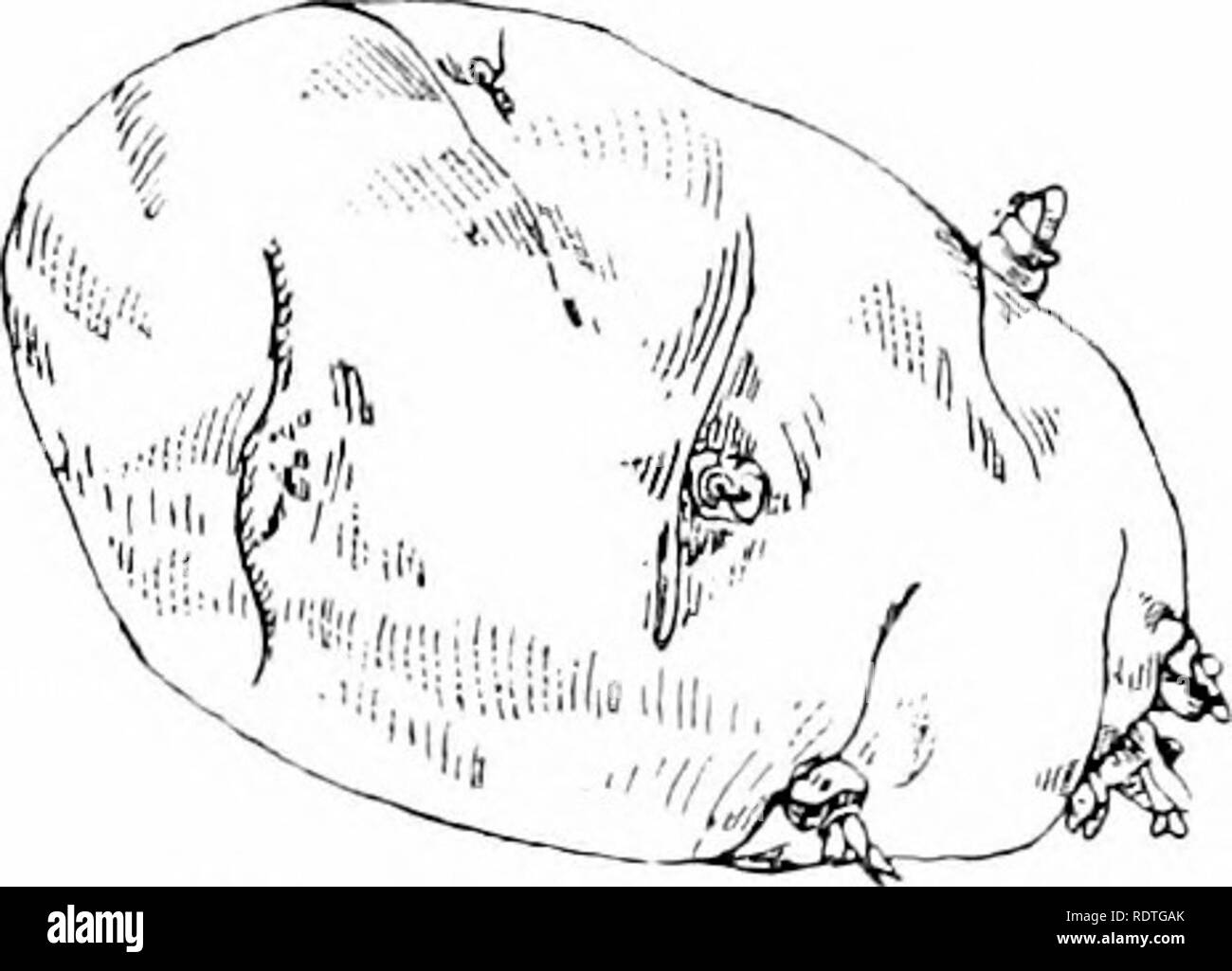 Potato roots underground Black and White Stock Photos & Images - Alamy