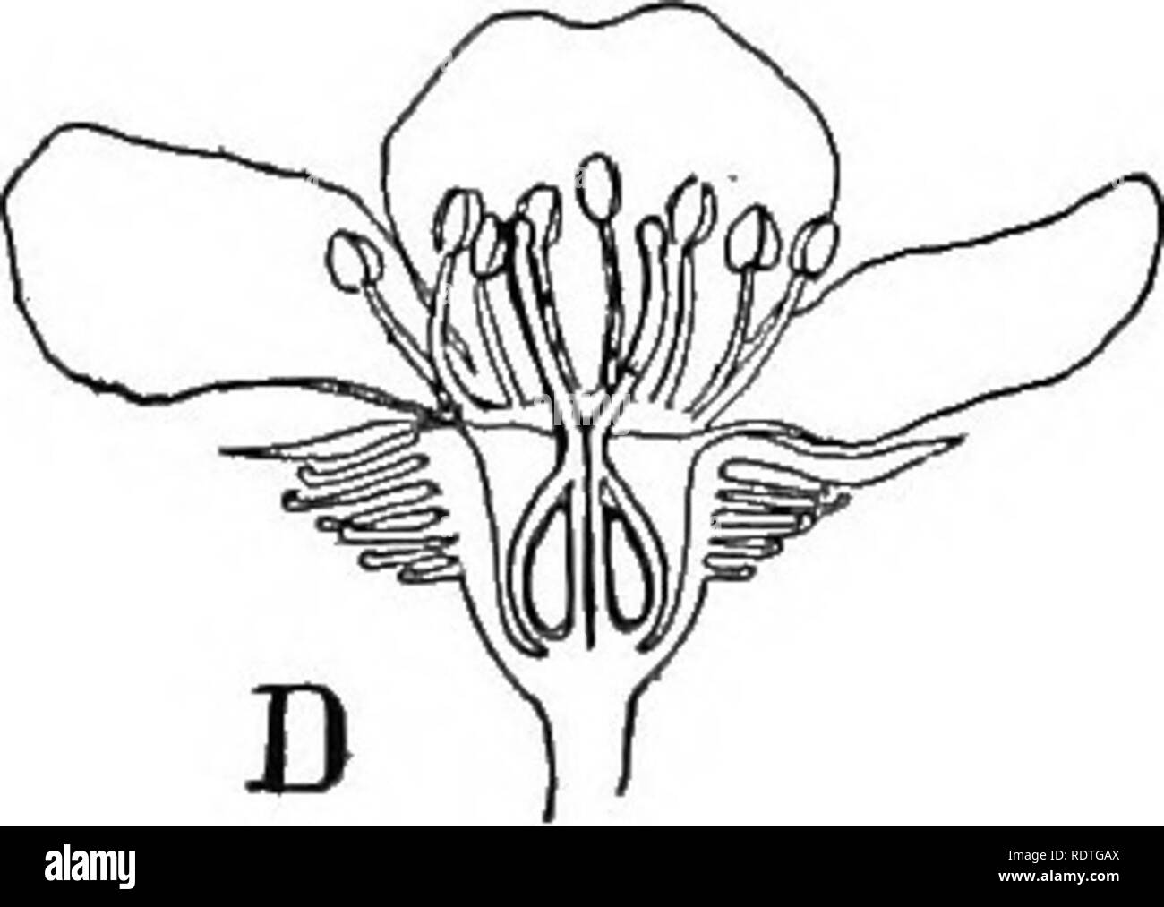 Fragaria Black and White Stock Photos & Images - Alamy