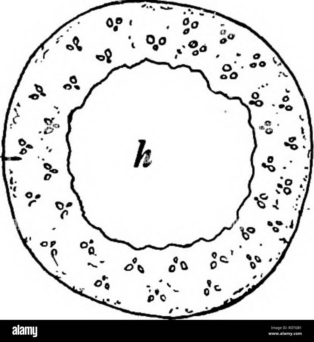 . Botany, with agricultural applications. Botany. STRUCTURE OF ...
