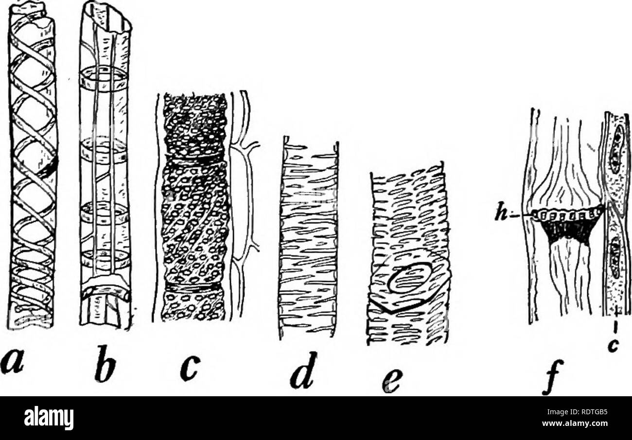 Pitted vessel Black and White Stock Photos & Images - Alamy