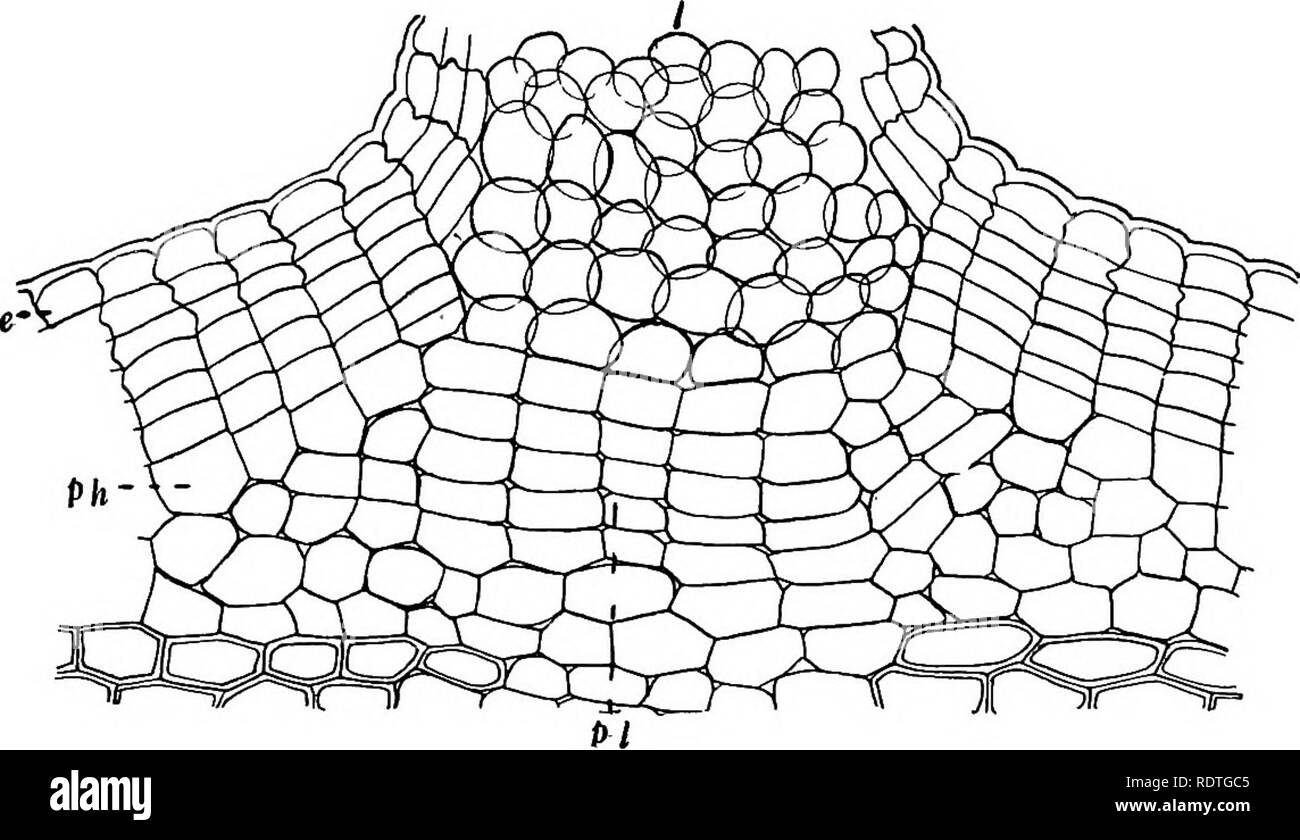 Lenticel structure Cut Out Stock Images & Pictures - Alamy