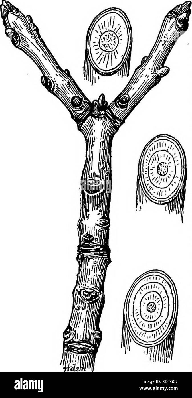 . Elementary botany. Botany. 3