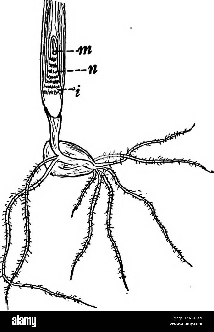 Strengthening rods Black and White Stock Photos & Images - Alamy