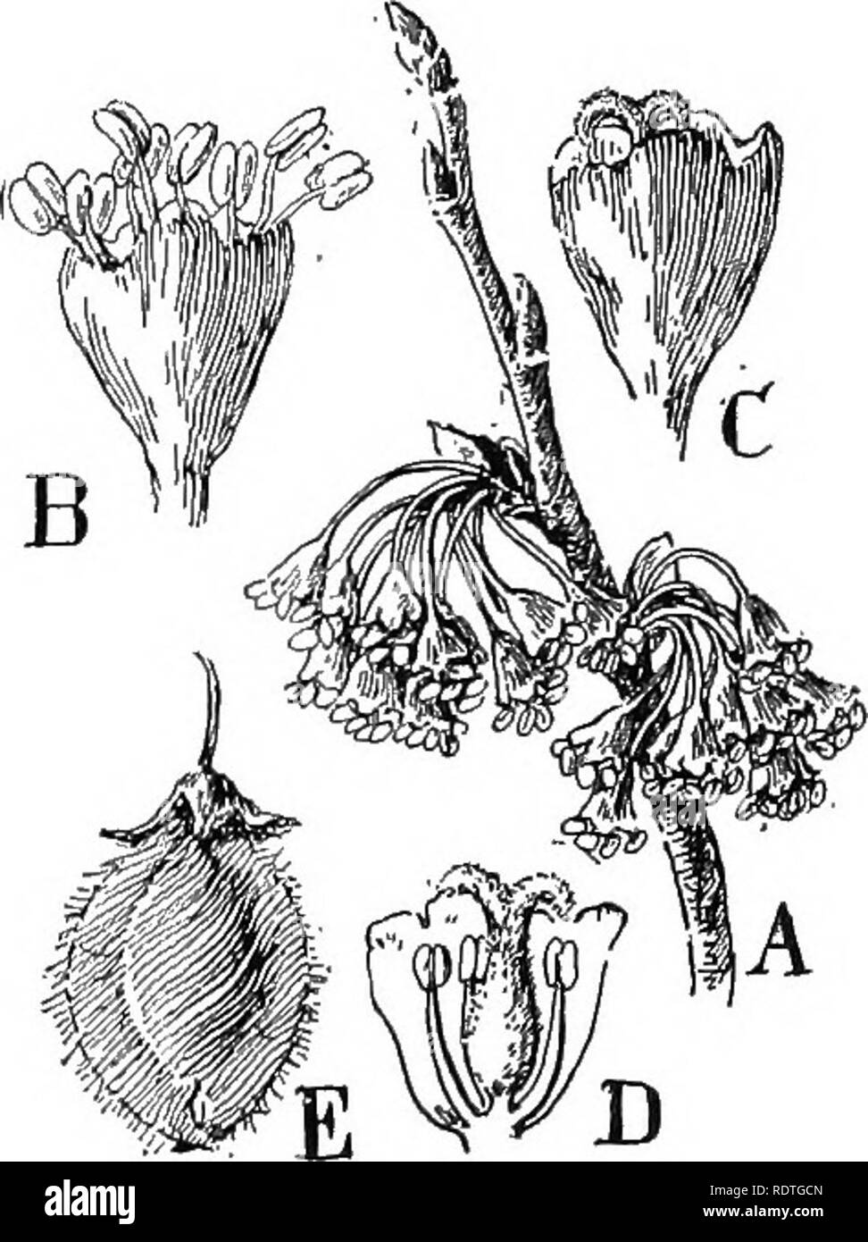 Fertile and sterile flowers in the inflorescence hi-res stock ...
