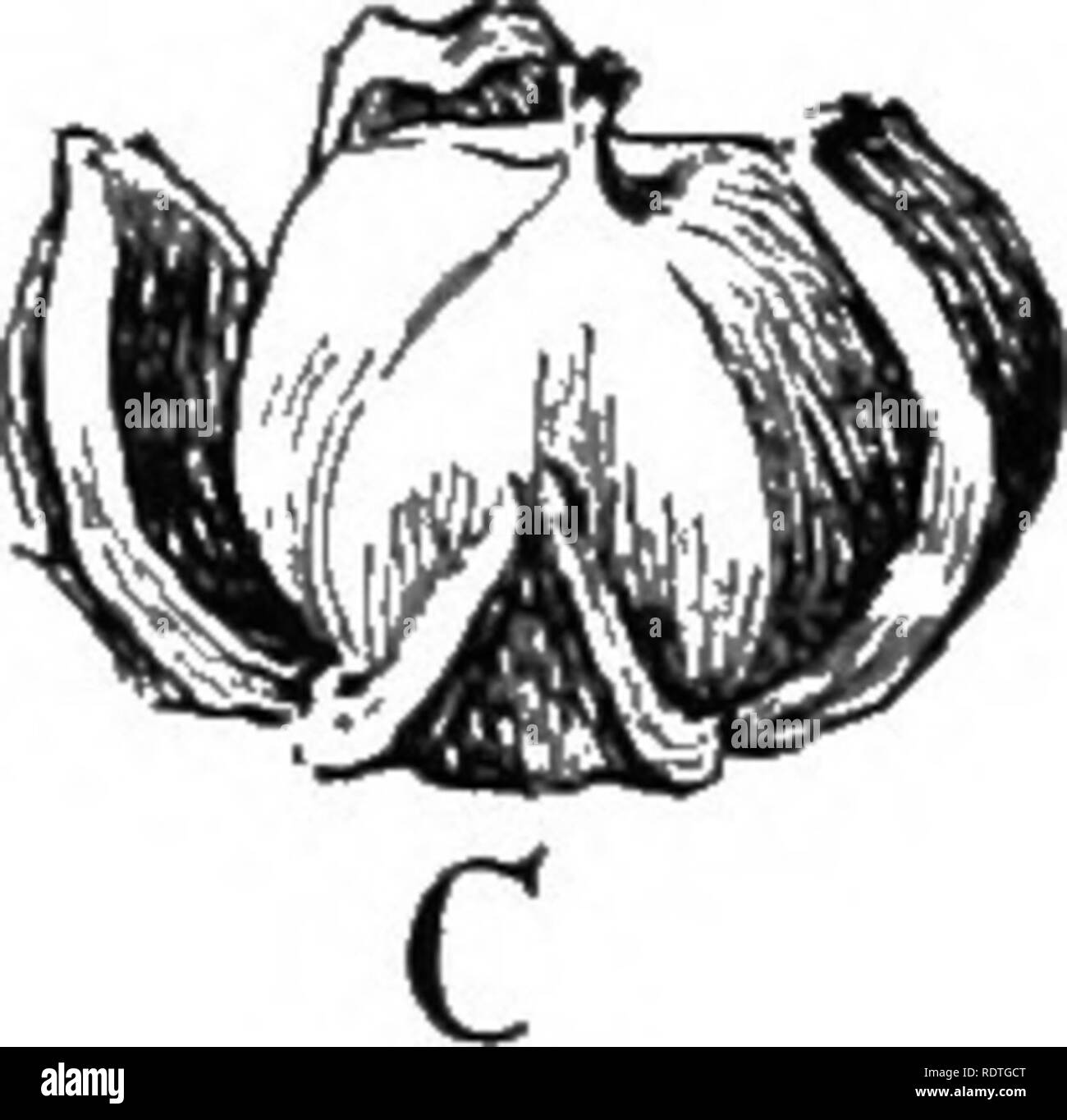 Chambered pith hi-res stock photography and images - Alamy