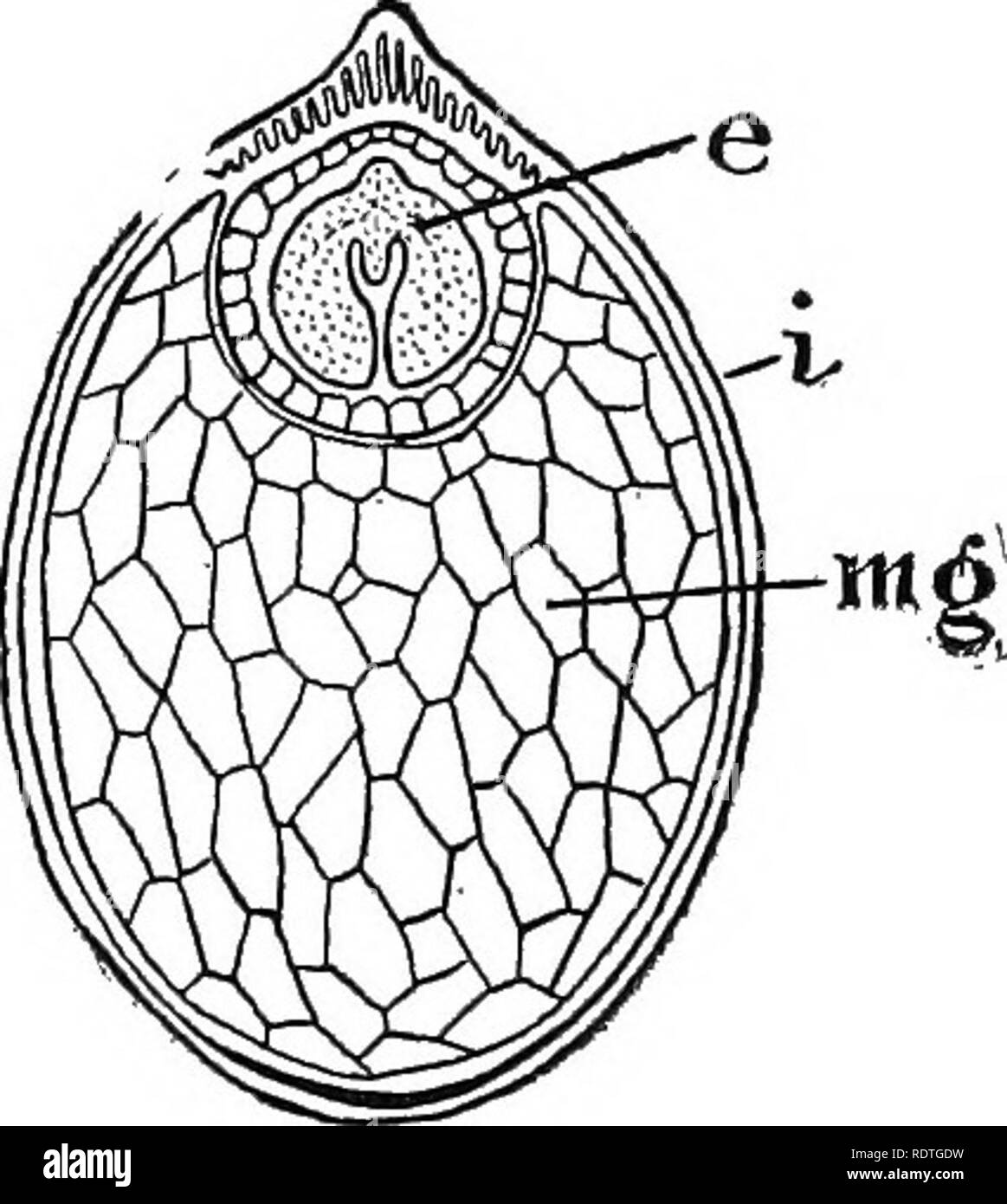 . Nature and development of plants. Botany. B Fig. 296. Structure of ...