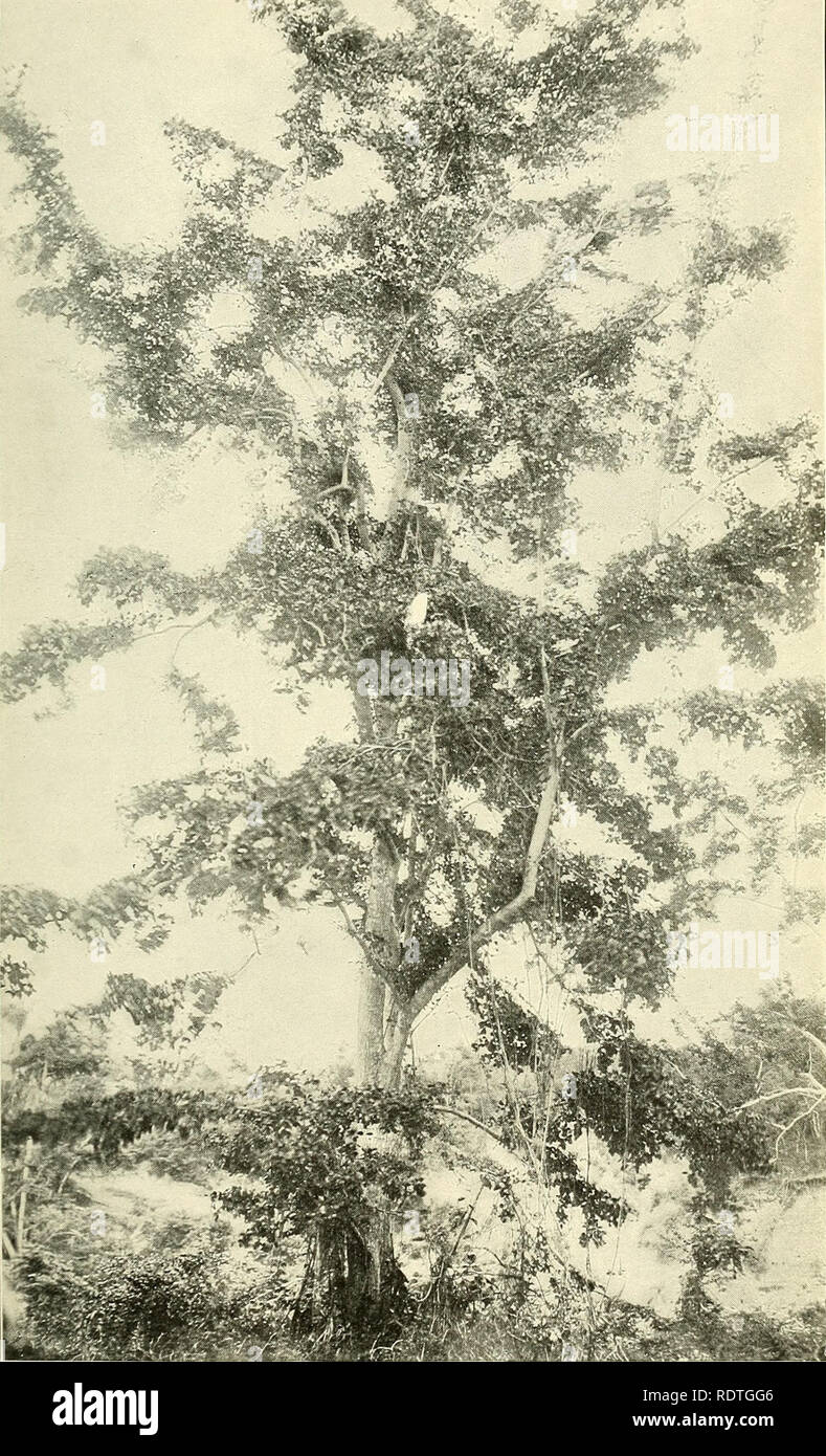 Bucida hi-res stock photography and images - Alamy