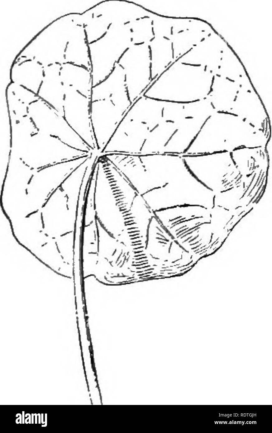 Papilionaceous pea shaped hi-res stock photography and images - Alamy