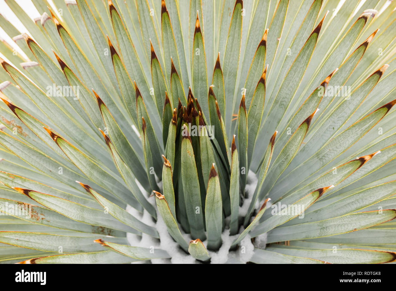 Close up of Chaparral Yucca (Hesperoyucca whipplei) growing on the ...