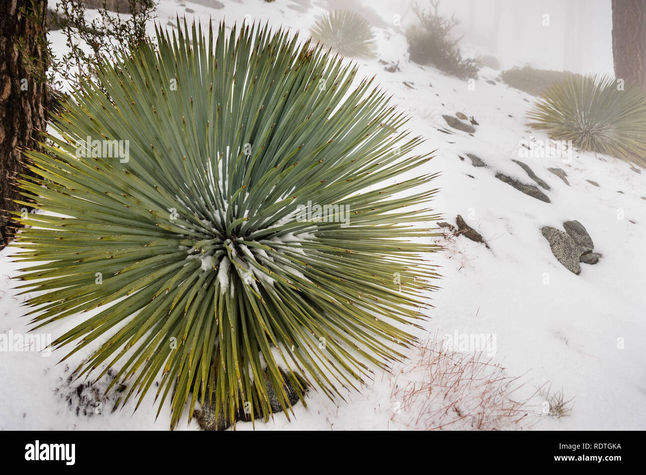 Chaparral Yucca (Hesperoyucca whipplei) growing on the slopes of Mt San ...