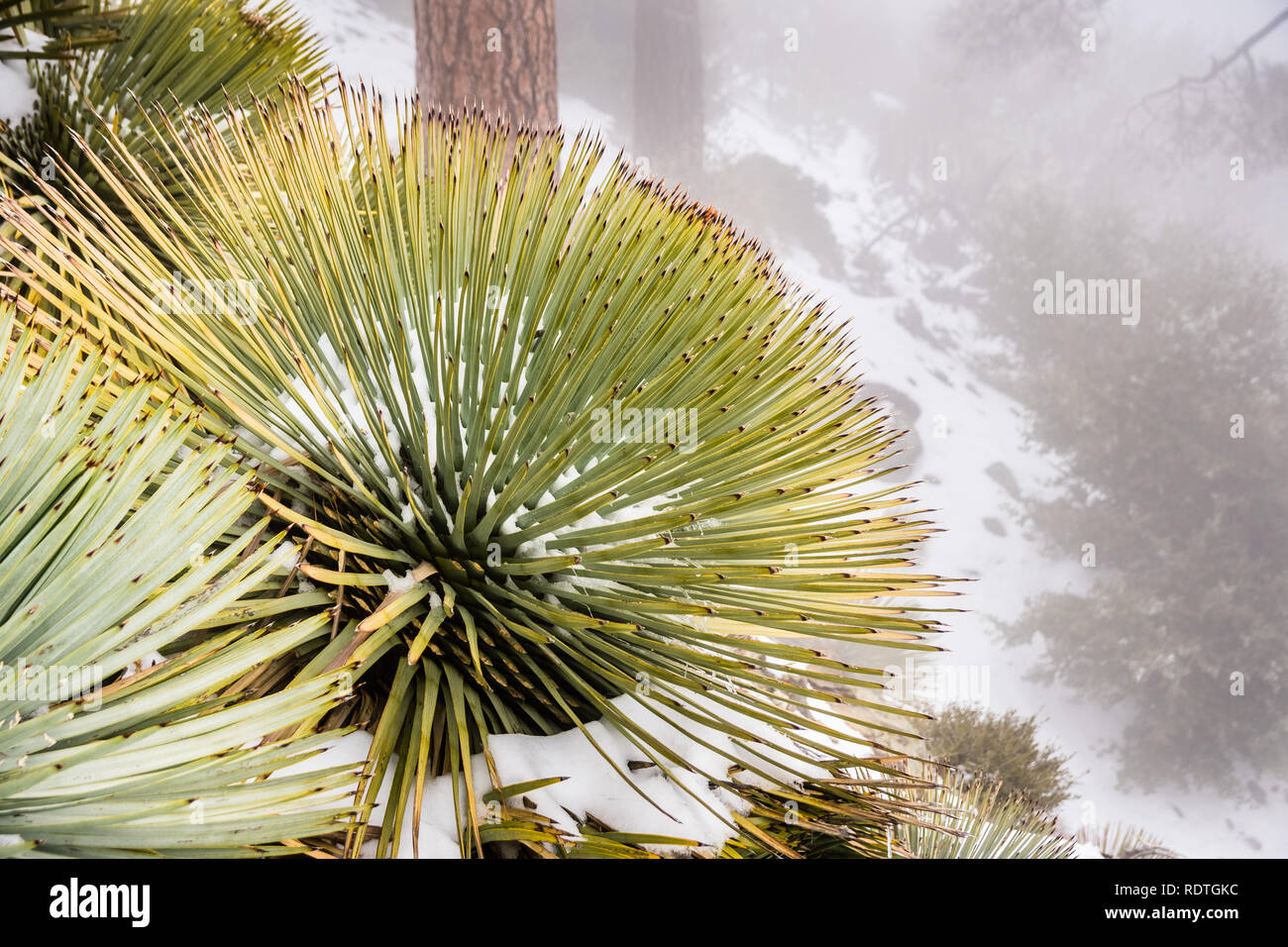 Chaparral Yucca (Hesperoyucca whipplei) growing on the slopes of Mt San ...