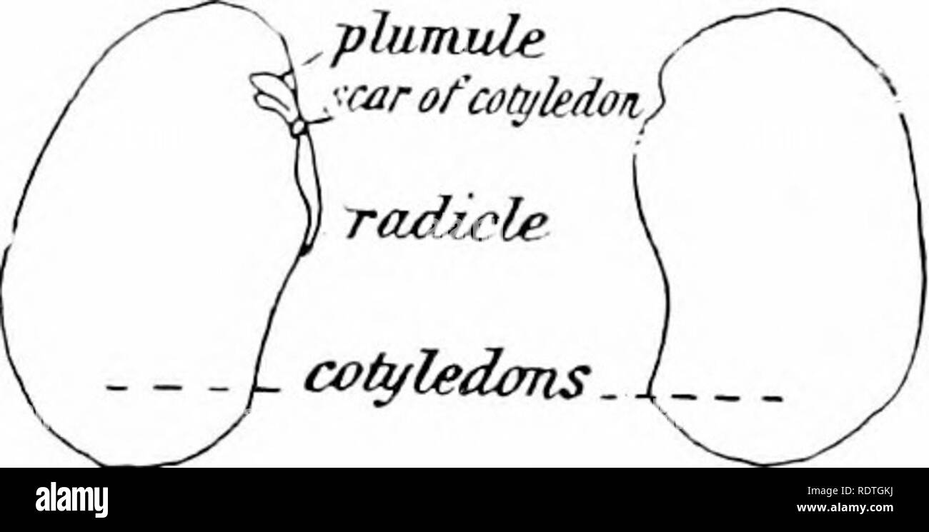 . Plants and their ways in South Africa. Botany; Botany. P^IG. 7.—Bean ...