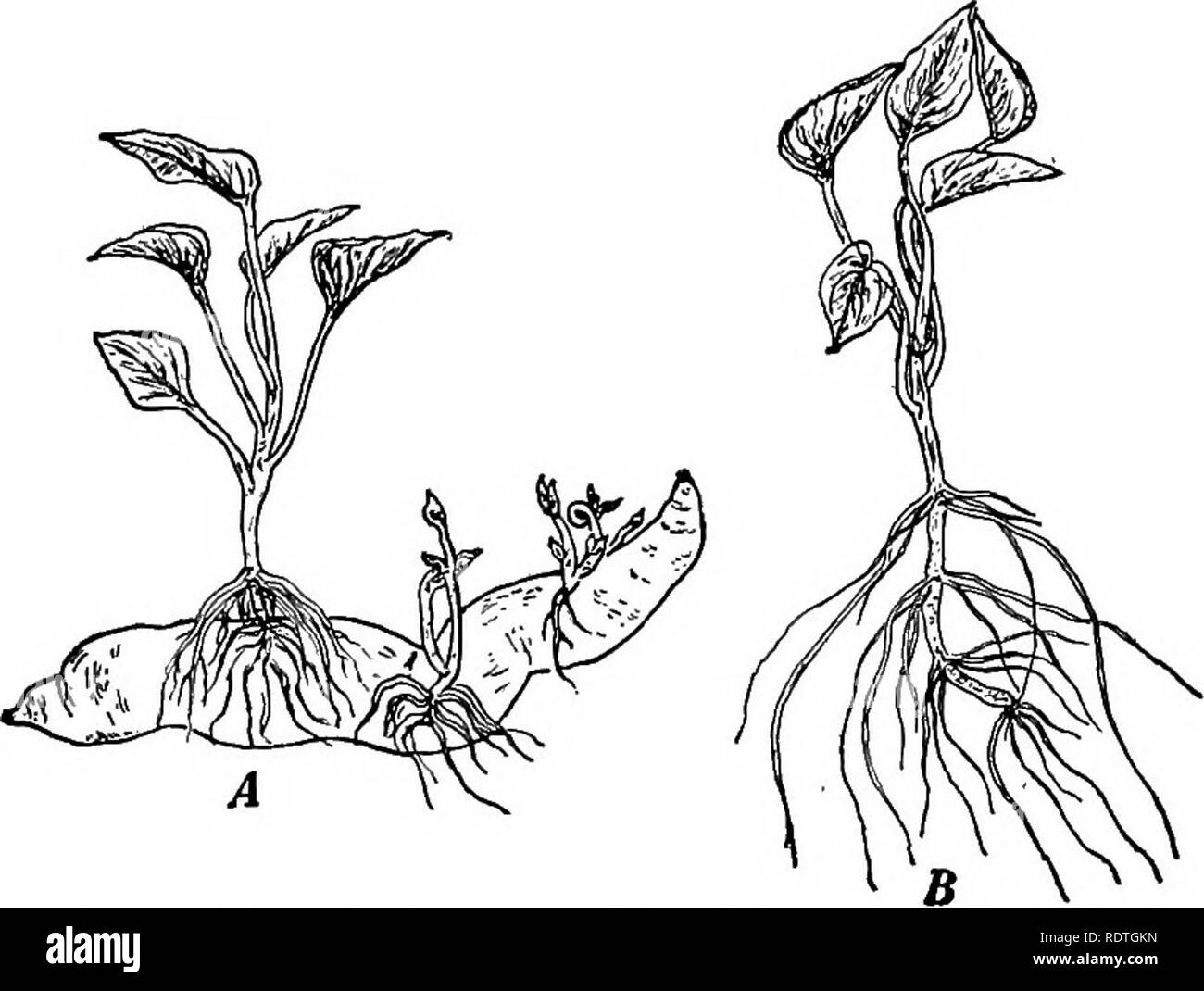 Sweet potato slips hi-res stock photography and images - Alamy