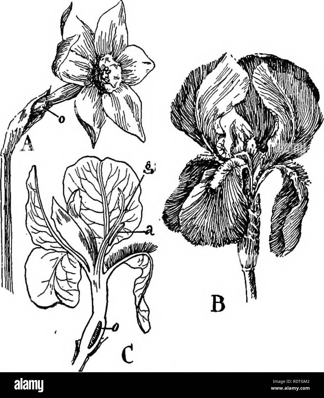 Structure of the flower perianth hi-res stock photography and images ...