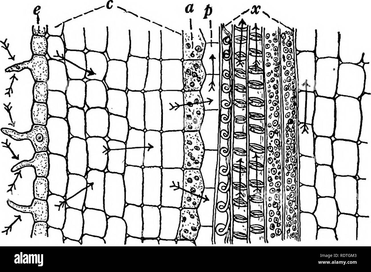 Section through soil Black and White Stock Photos & Images - Alamy