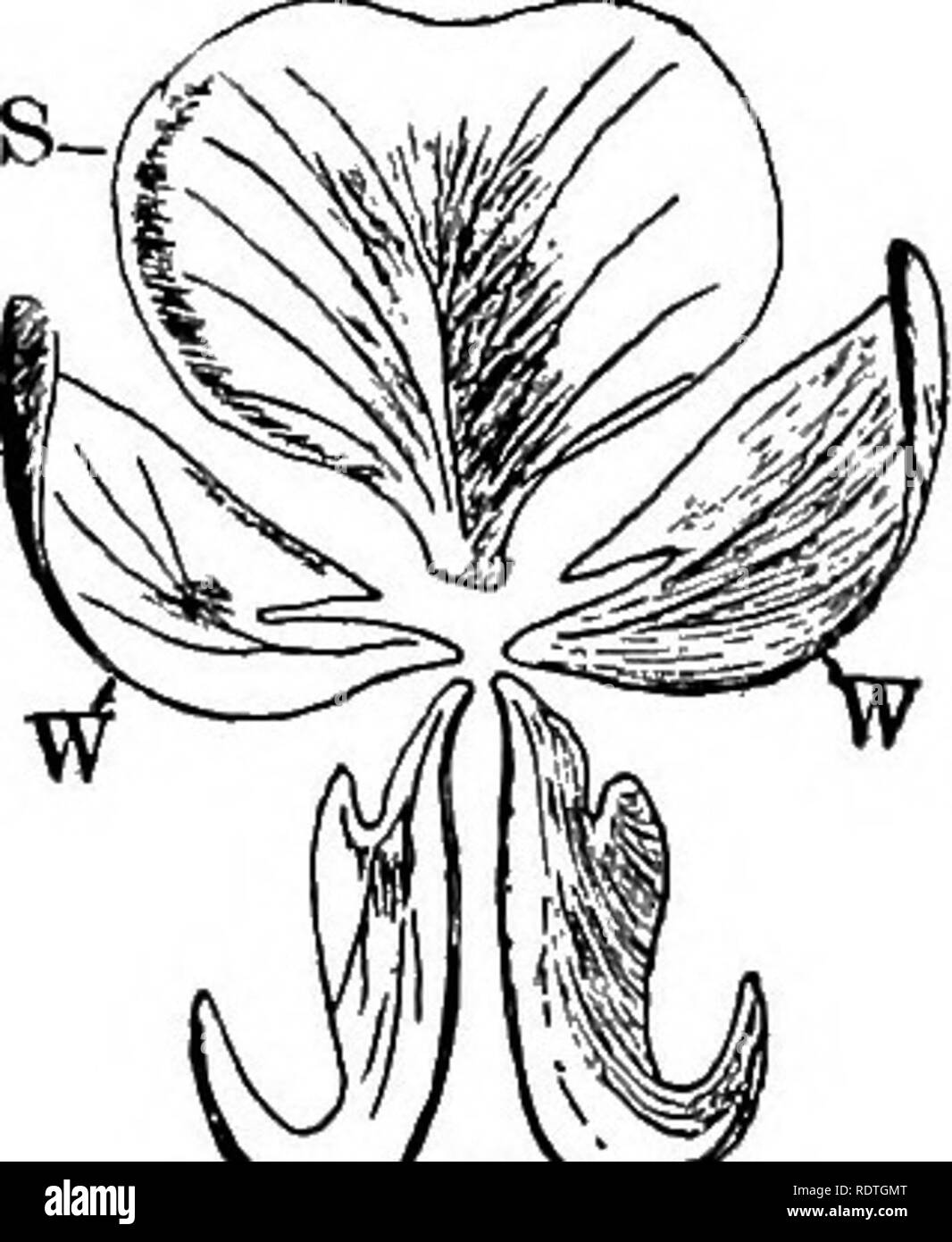 Separated petals Black and White Stock Photos & Images - Alamy