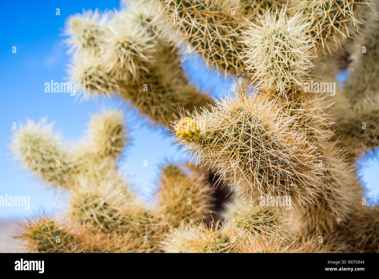 Cholla fruit hi-res stock photography and images - Alamy