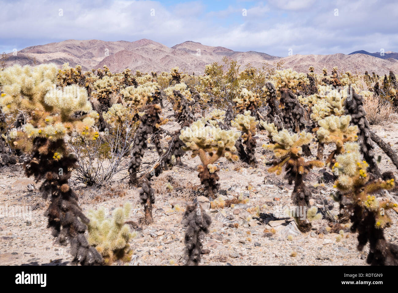 Landscape in the Cholla Cactus Garden, Joshua Tree National Park, south ...