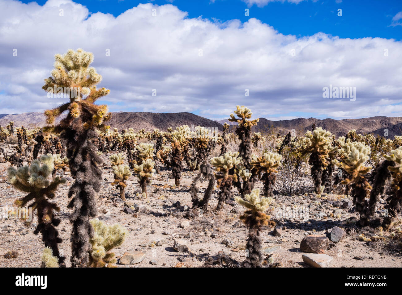 Landscape in the Cholla Cactus Garden, Joshua Tree National Park, south ...