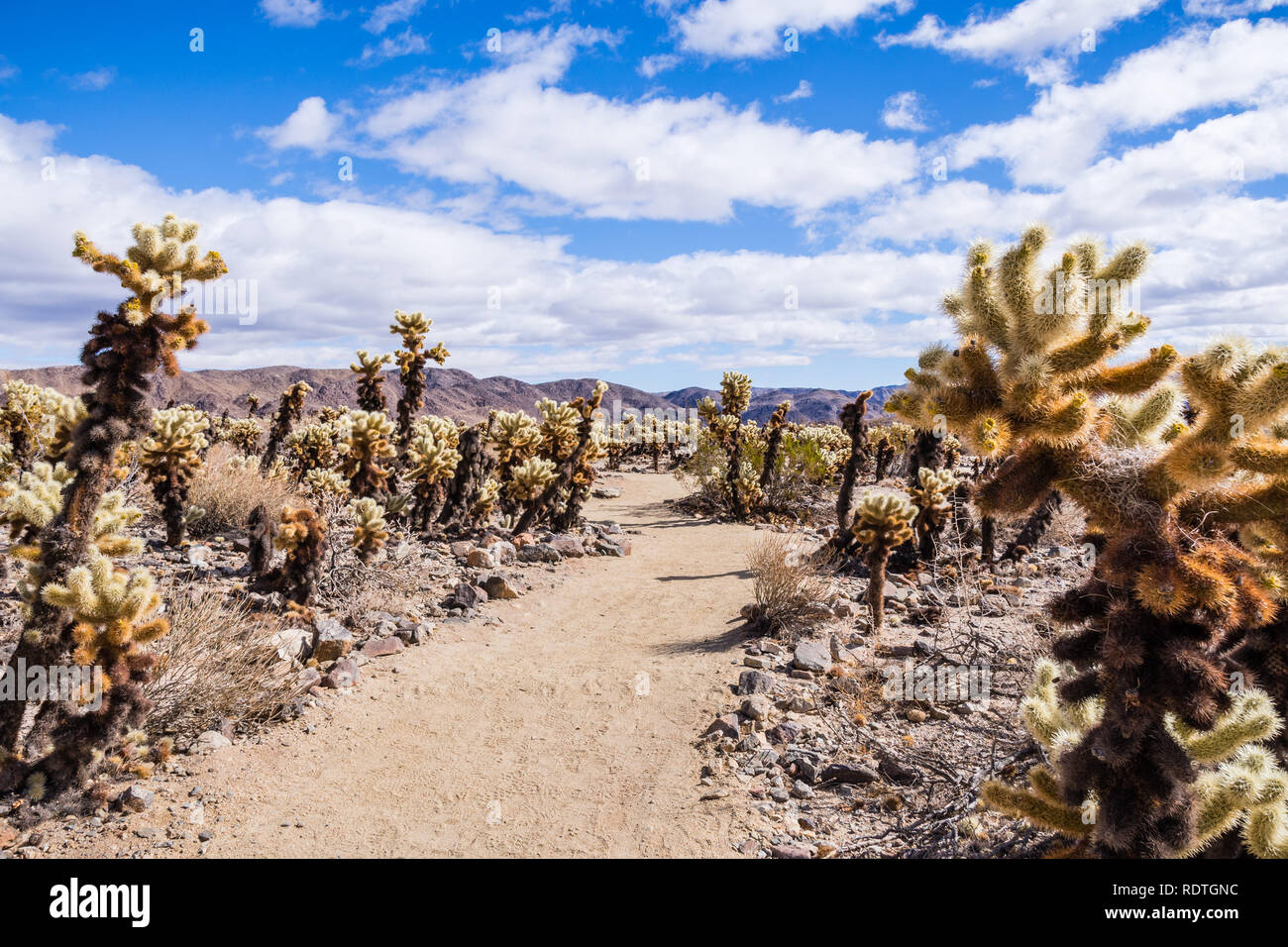 Walking trail in the Cholla Cactus Garden, one of the main attractions ...