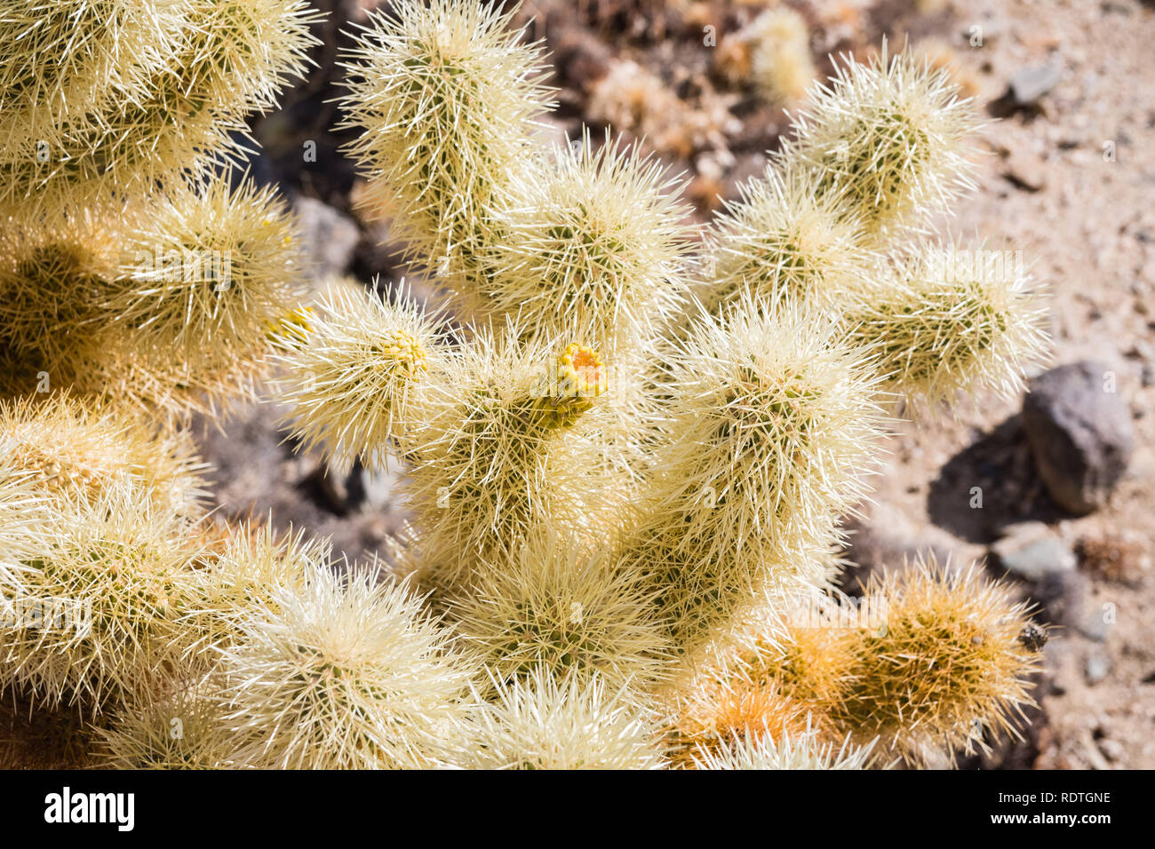 Cholla fruit hi-res stock photography and images - Alamy