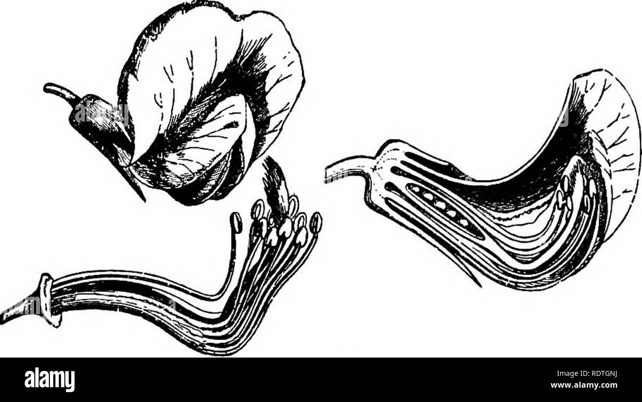 . Elementary botany. Botany. 278 DICOTYLEDONS. LEGUMINOS^E. 534. Lesson ...