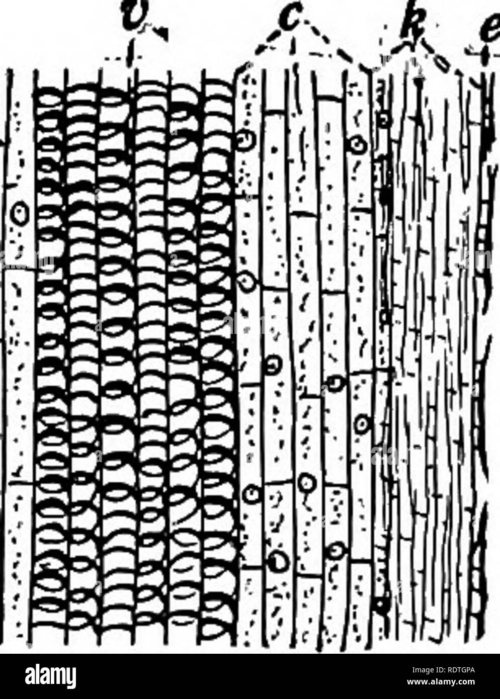 . Botany, with agricultural applications. Botany. ANATOMY OF THE OLDER ...