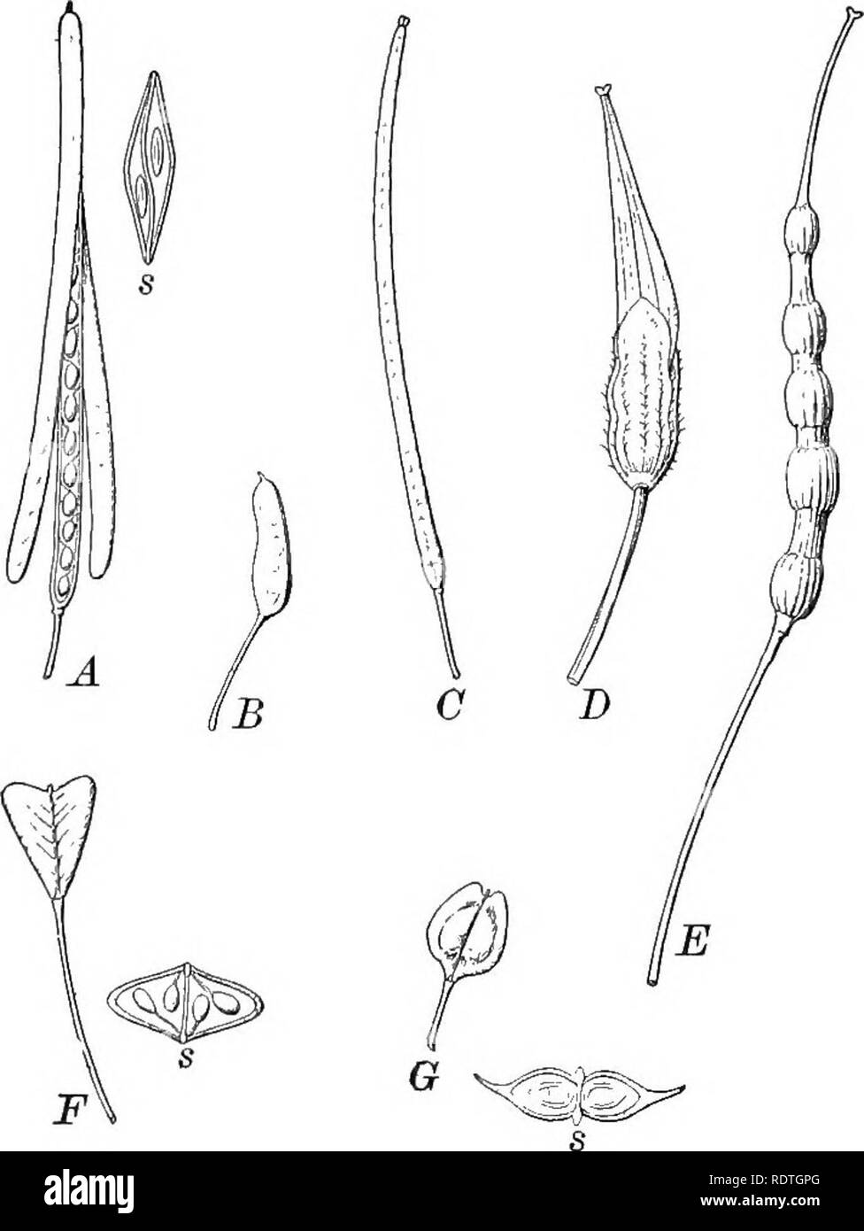 . Essentials of botany. Botany; Botany. 100 KEY AND FLORA. Pig. 18 ...