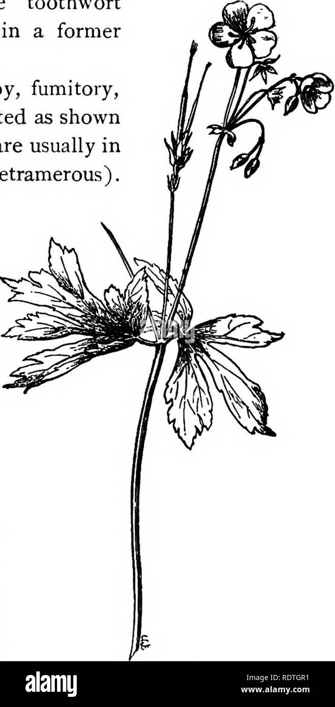 . Elementary botany. Botany. Fig- 358. Diagram of cruciferous flower ...