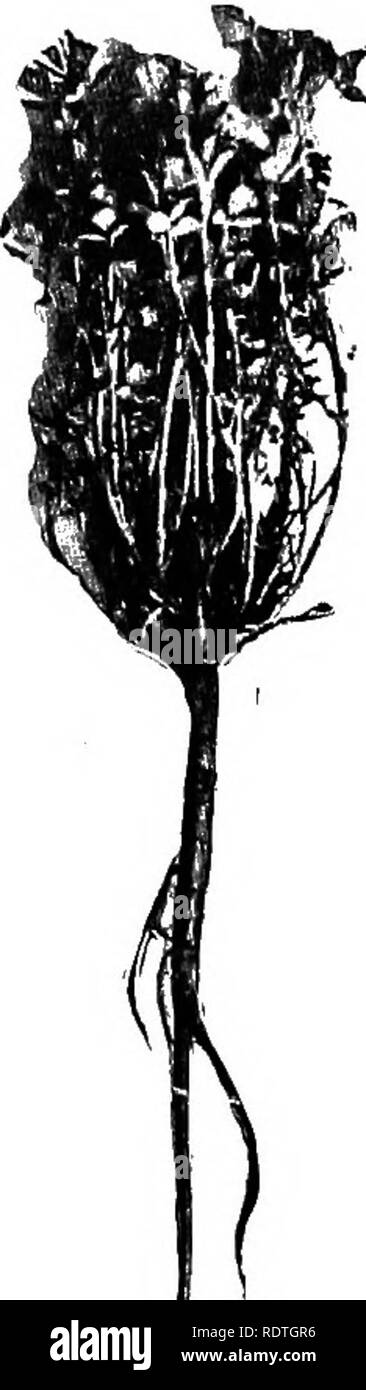 Prop root corn hi-res stock photography and images - Alamy