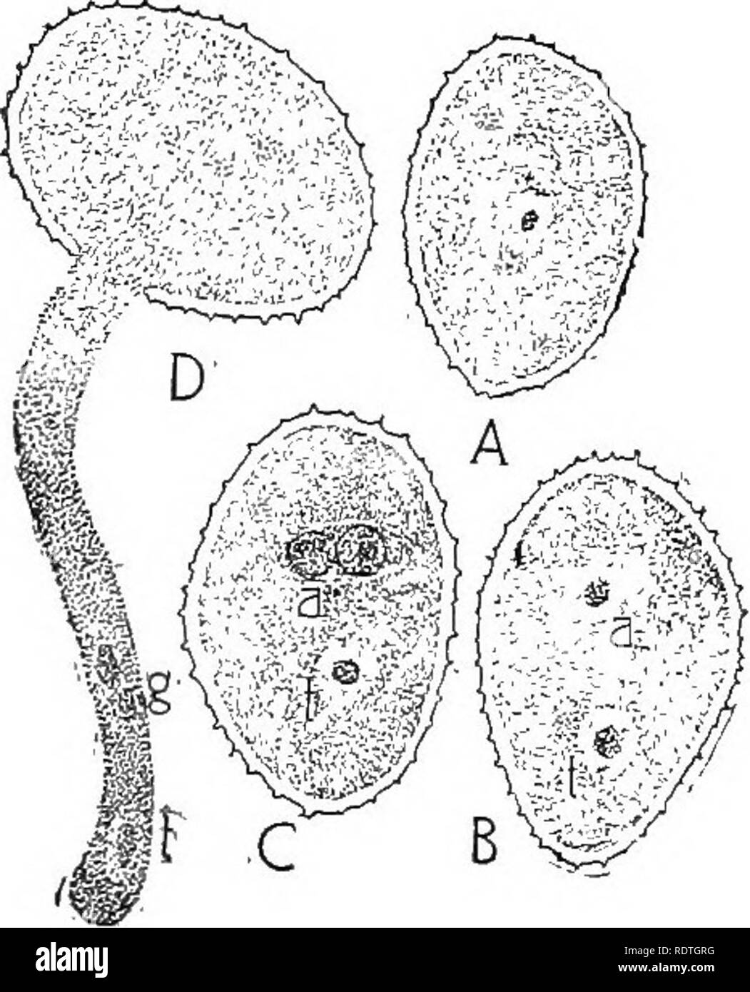 Sporophylls High Resolution Stock Photography and Images - Alamy