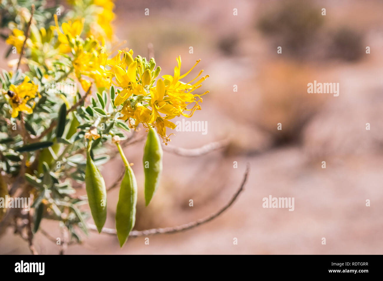Peritoma arborea (known as bladderpod, burrofat and California cleome ...
