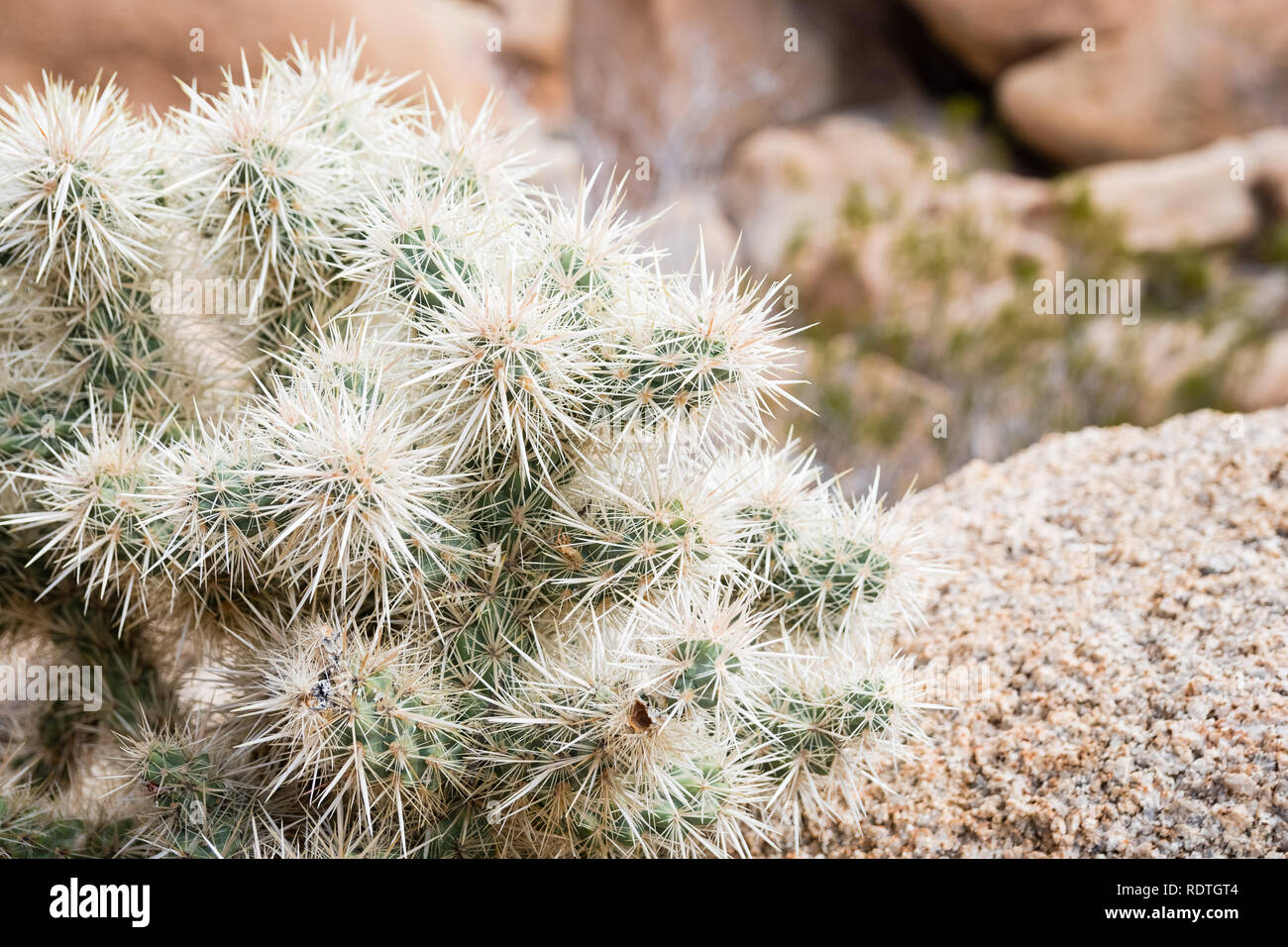 Silver cholla (Cylindropuntia echinocarpa), Joshua Tree National Park ...