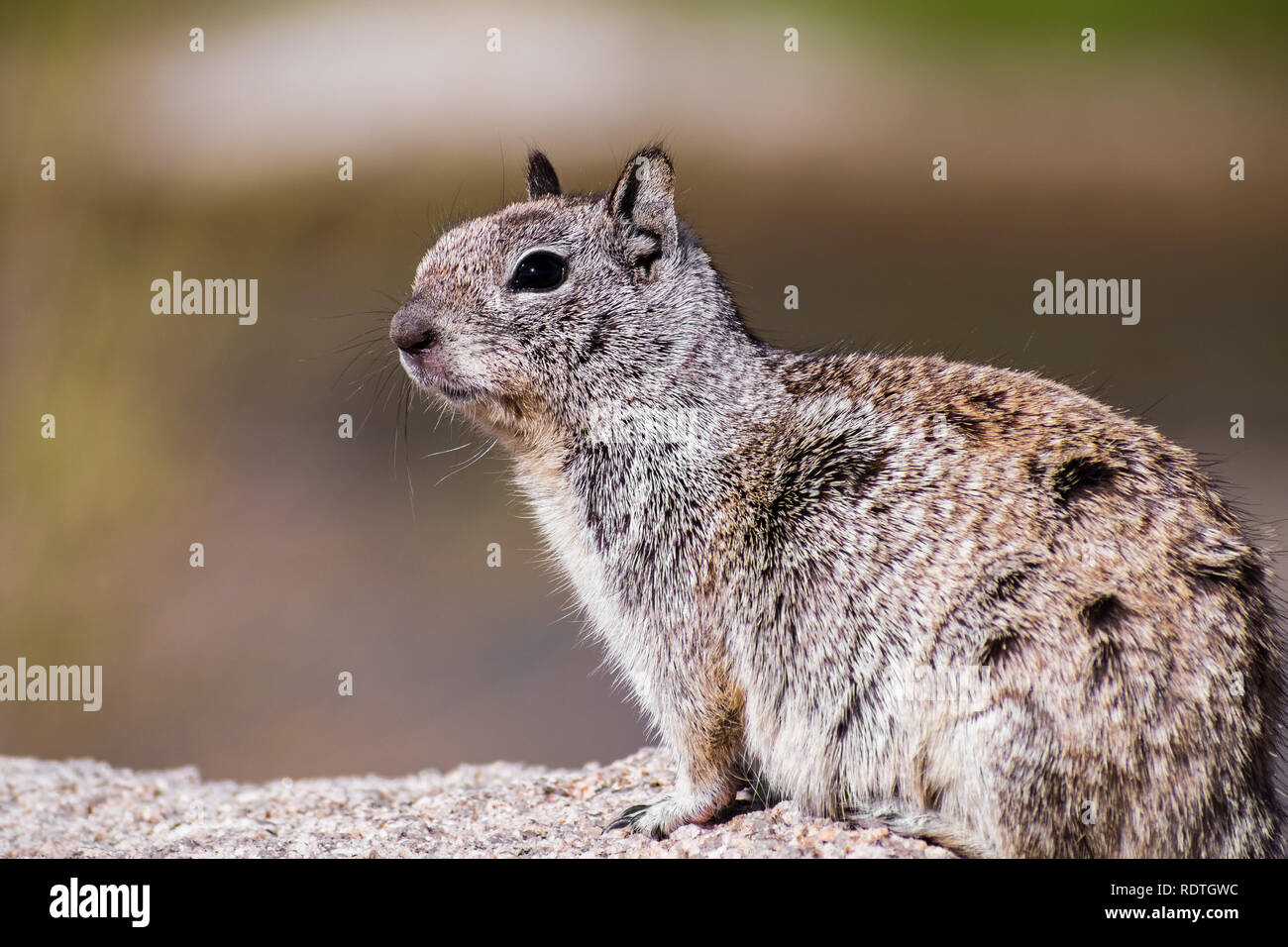California grey squirrel hi-res stock photography and images - Alamy