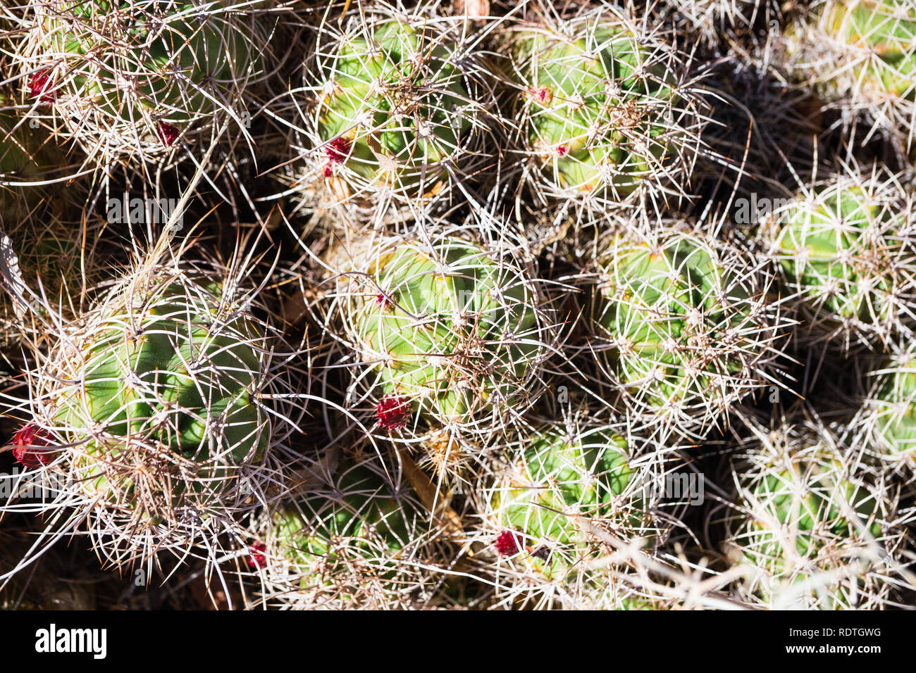 Aerial view of barrel cacti (Ferocactus cylindraceus), Joshua Tree ...