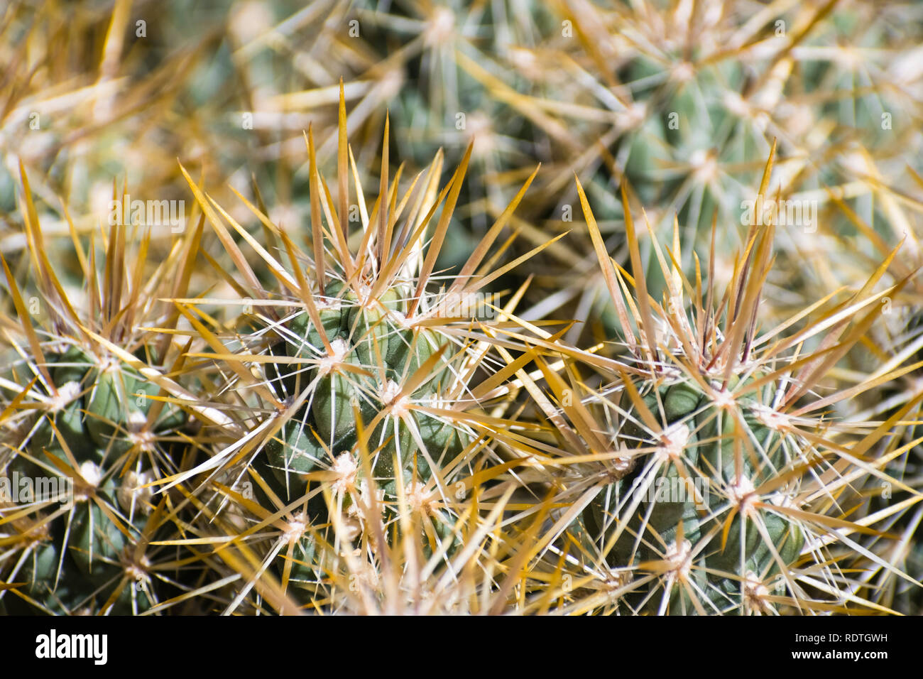 Opuntia echinocarpa hi-res stock photography and images - Alamy