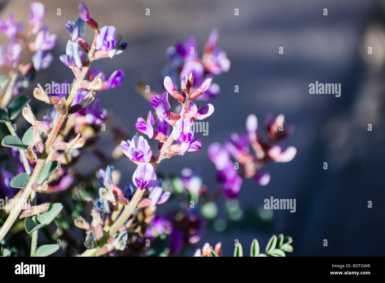 Pink milk vetch hi-res stock photography and images - Alamy
