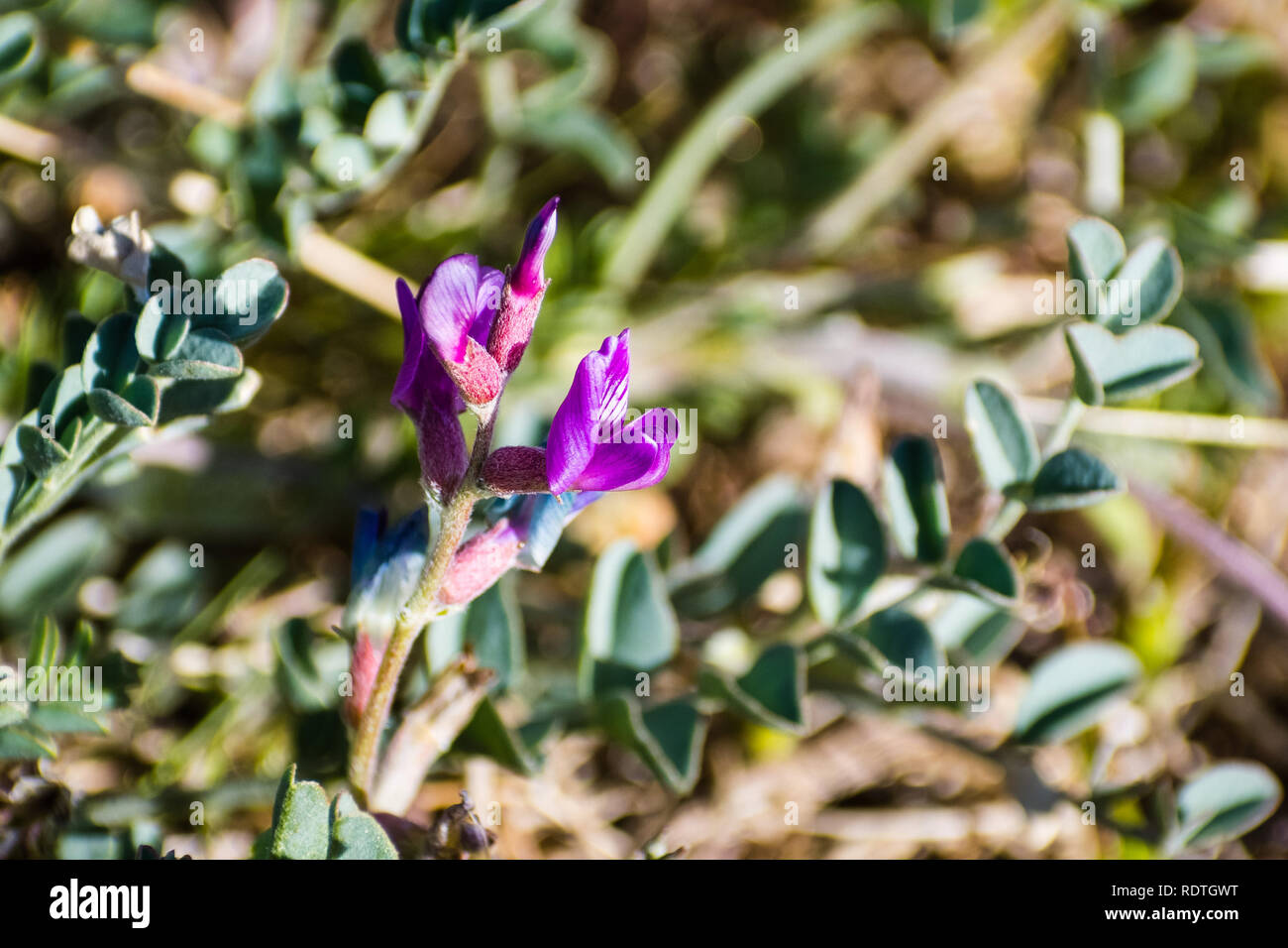 Freckled milk vetch (Astragalus lentiginosus) blooming in Joshua Tree ...
