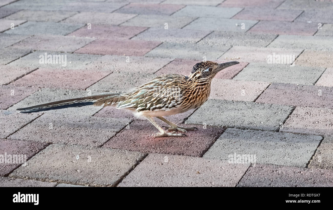 Greater road runner hi-res stock photography and images - Alamy