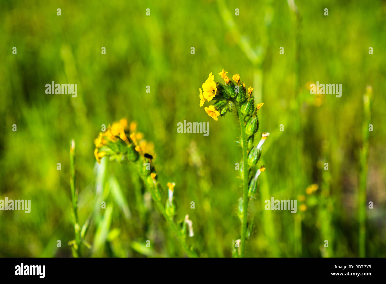 Close up of Fiddleneck (Amsinckia tesselata) wildflowers blooming on a ...